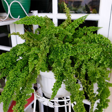 How To Care For Ferns Indoors & Outside | Beginner’s Guide